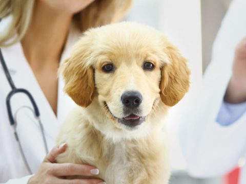 DNA Testing for Pets & Vets | DNA Diagnostics Center