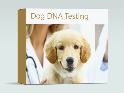 What is DM in Dogs? | DDC Pets & Vets