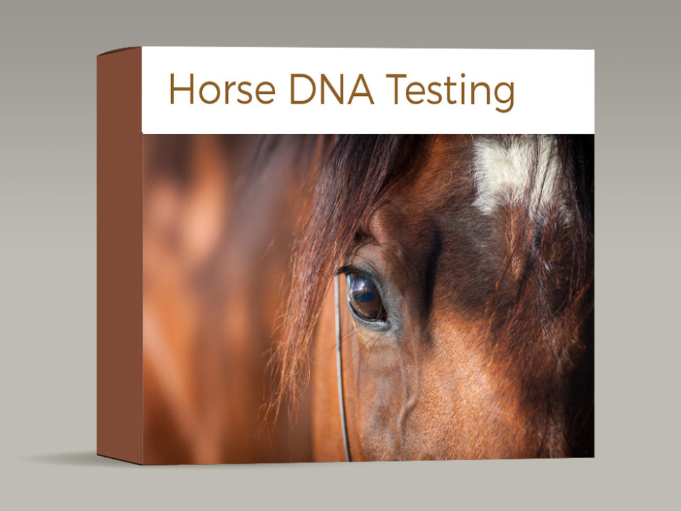 Facts about HNPK in Dogs| DDC Pets & Vets